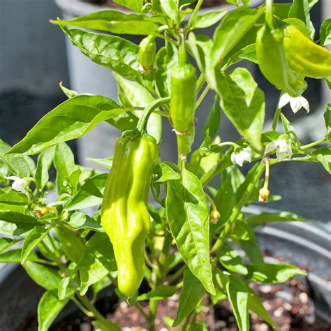 Pepperoncini Plant