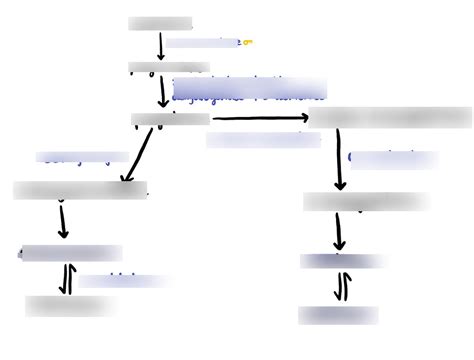 Diagram 81 Synthesis Of Glucocorticoids Diagram Quizlet