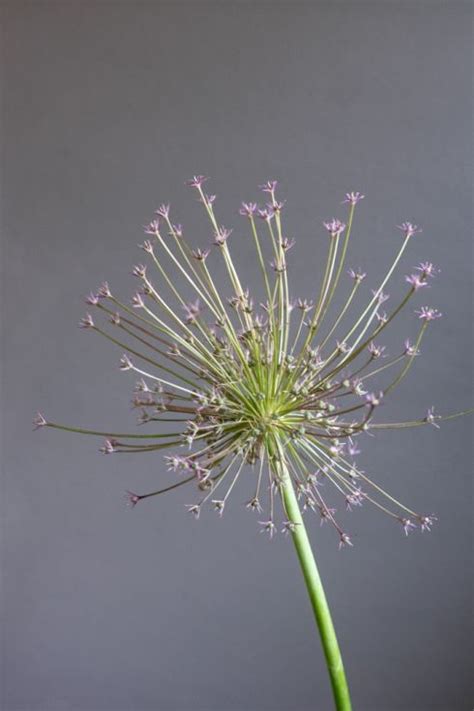 Allium Schubertii Peter Nyssen Buy Flower Bulbs And Plants Online