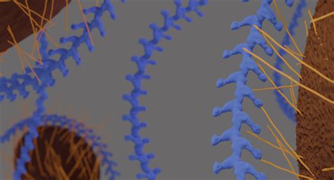 Uromodulin Pilhofer Lab Eth Zurich