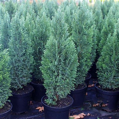 Pino Azul Pequeño Vivero Chillan Árboles Y Plantas Ornamentales