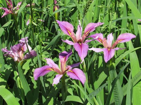 Louisiana Iris Iris Dorothea Rose In The Irises Database