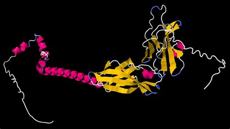 Human Interferon Gamma Receptor 2 Molstruc