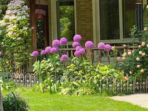 Pyrethrum Daisy Planting Guide Rosesu