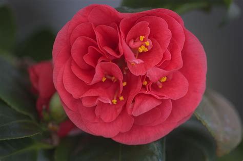 100 무료 동백꽃 And 꽃 이미지 Pixabay