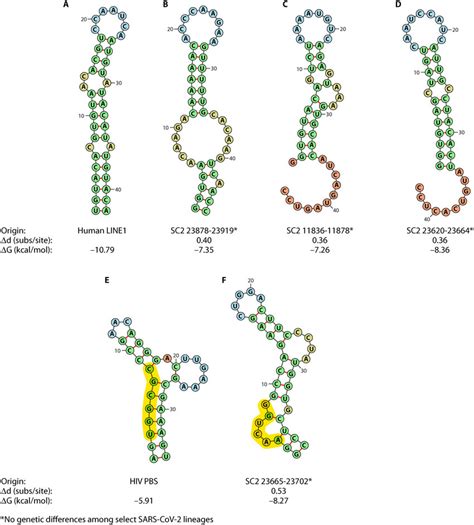 predicted rna secondary structures for regions within the sars cov 2 download scientific