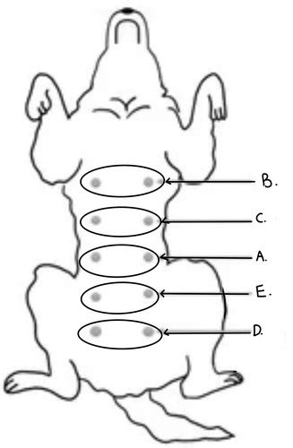 Superficial Structures Of The Thorax And Thoracic Limb And Flexor