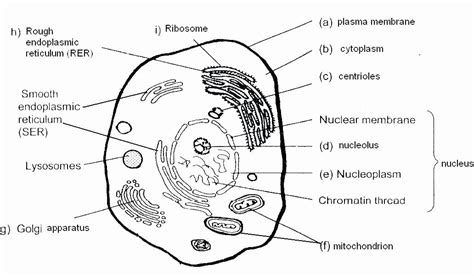 Cell Diagram Labeled Black And White
