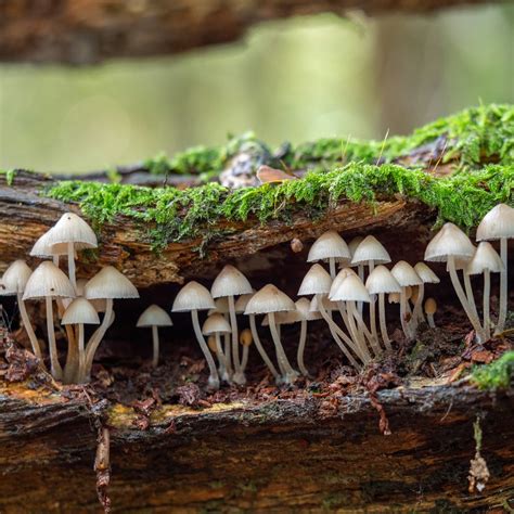 Decomposers Lesson Science And Technology Au