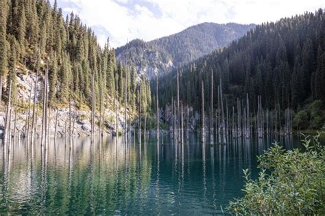 Underwater Forest Lake Kaindy Kazakhstan