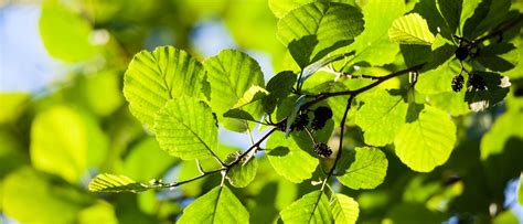 Red Alder Seed Red Alder