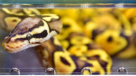 Ball Python Colors What Colors Do Ball Pythons Come In