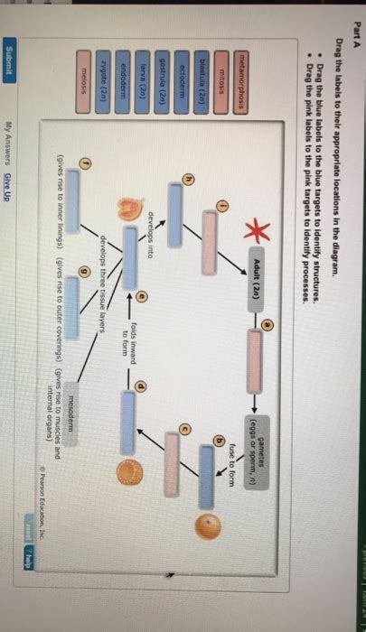 Solved Drag The Labels To Their Appropriate Locations In The