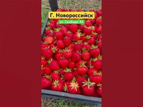 Медовая клубника - YouTube