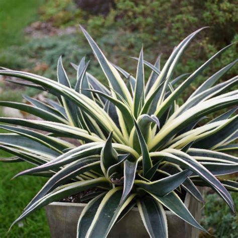 Mangave Snow Leopard 3 5 In Pot 1 Gallon Plantologyusa Indoor