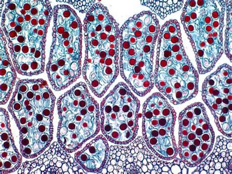 Equisetum Strobilus Microscopic Photography Microscopic Cells