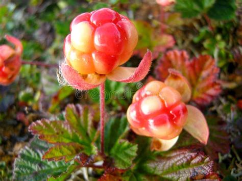 Berry Cloudberries Stock Image Image Of Plant Ripe 83333799