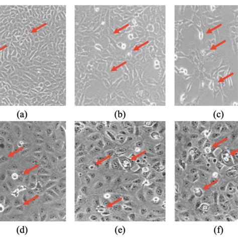 Compounds Identified In The Ethyl Acetate Fraction Download Scientific Diagram