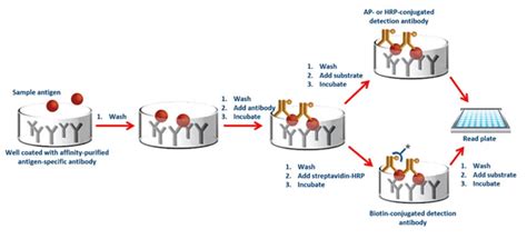 How Ligand Binding Assays Contribute To Immunogenicity Testing In