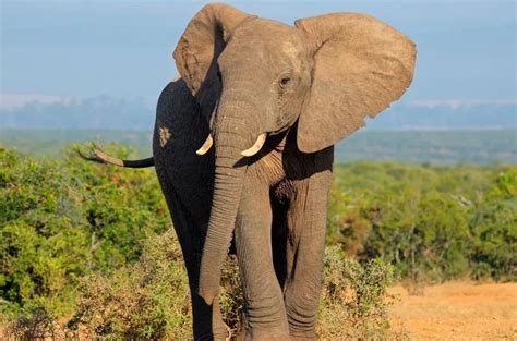 Babanango Game Reserves Rewilding Efforts Secures More Wildlife