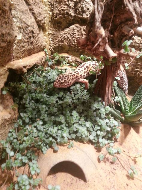 Leopard Gecko In The Wild Habitat