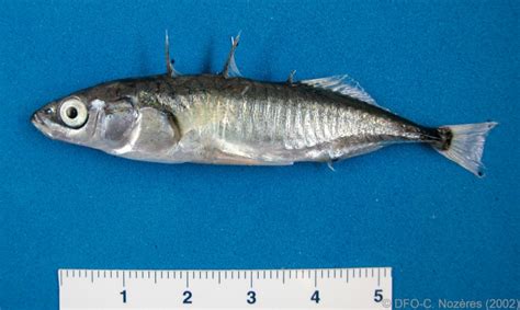 Unarmored Threespine Stickleback Gasterosteus Aculeatus W