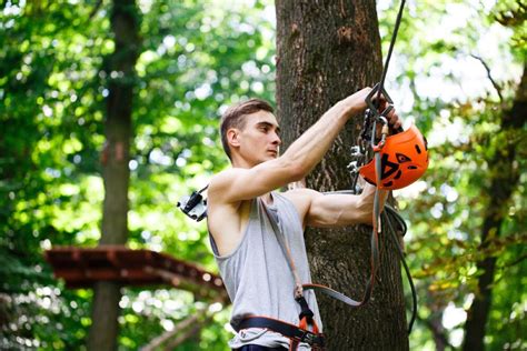 Tree Pruning Cost And The Factors That Can Drive It Up Or Down
