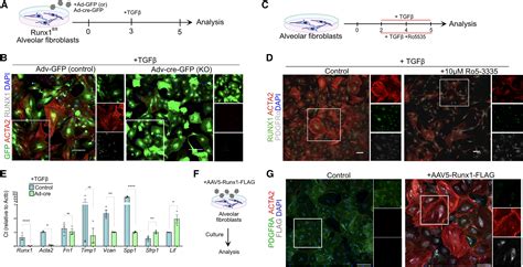 Transitional Cell States Sculpt Tissue Topology During Lung