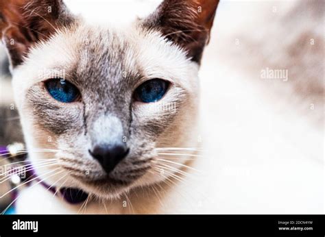 Siamese Cat Facial Features