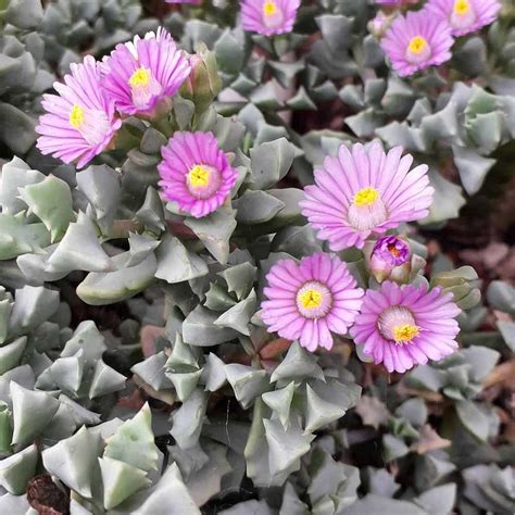 How To Care For Deltoid Leaved Dew Plant Mastering Water Sunlight And More