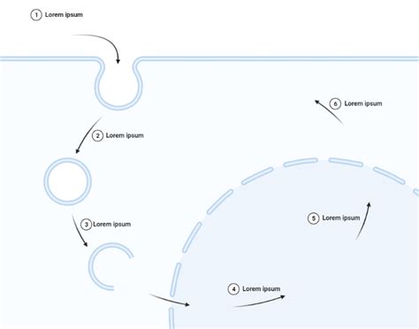 Intracellular Layout Endocytosis Pathway BioRender Science Templates