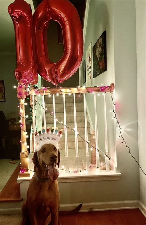 Tripawd Talk An Osteosarcoma Limb Sparing Cementoplasty Success Story Tripawds