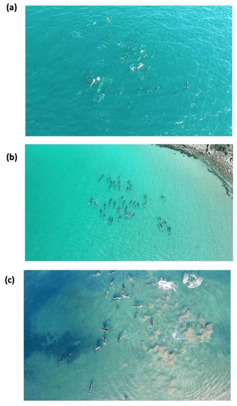 Drones Mdpi On Linkedin Drone Surveys Are More Accurate Than Boat Based Surveys Of Bottlenose