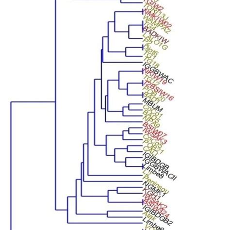 A Upgma Dendrogram For Aflp Data Of The 33 Accessions Based On Download Scientific Diagram