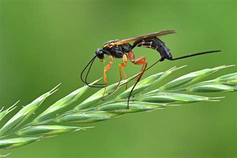Наездник смерти - Science and apologetics