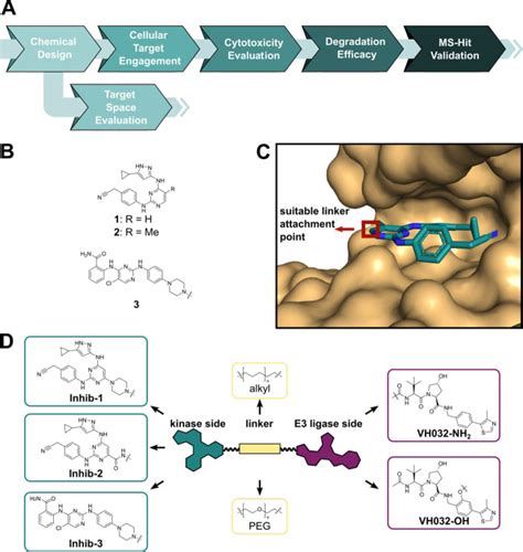 Workflow For E3 Ligase Ligand Validation For Protac Development Pmc