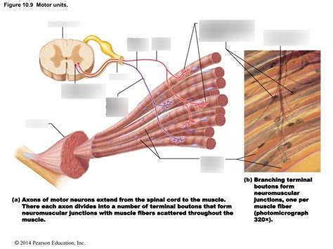Motor Units Diagram Quizlet
