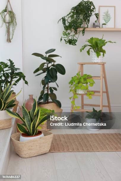 가벼운 방에있는 많은 아름다운 관엽 식물 인테리어 디자인 0명에 대한 스톡 사진 및 기타 이미지 0명 가구 고리 세공 Istock