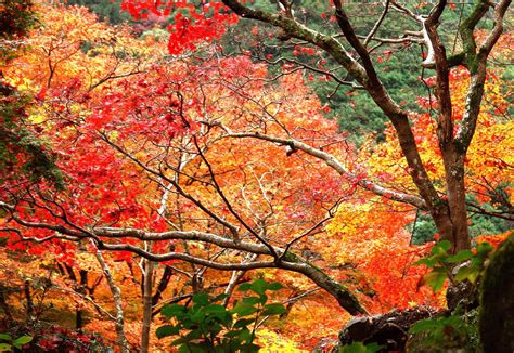 紅葉弐 GANREF
