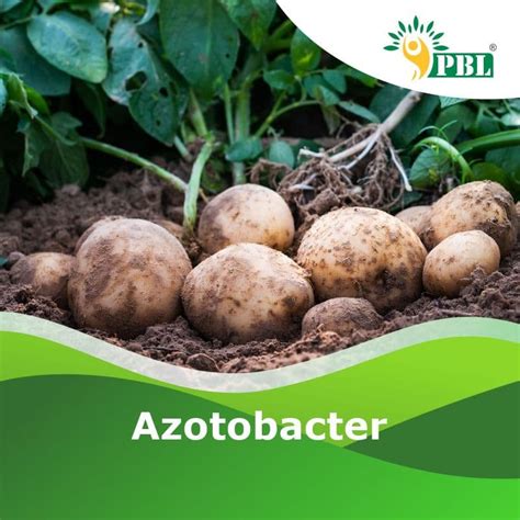 Azotobacter Nitrogen Fixing Bio Fertilizer Peptech Bio