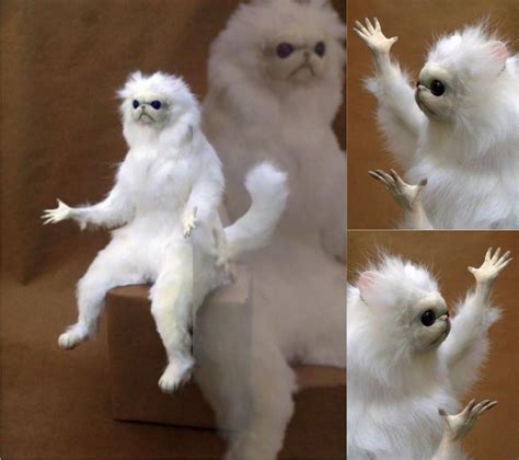 Cat Meme White Hands At Rose Jessie Blog