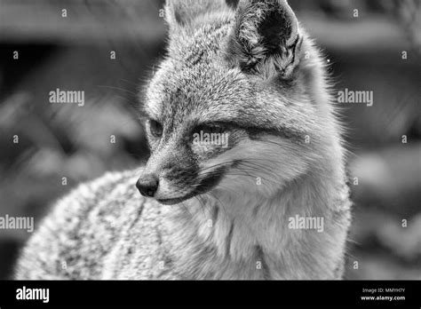 Close Up Of A Grey Fox Urocyon Cinereoargenteus Looking To The Side