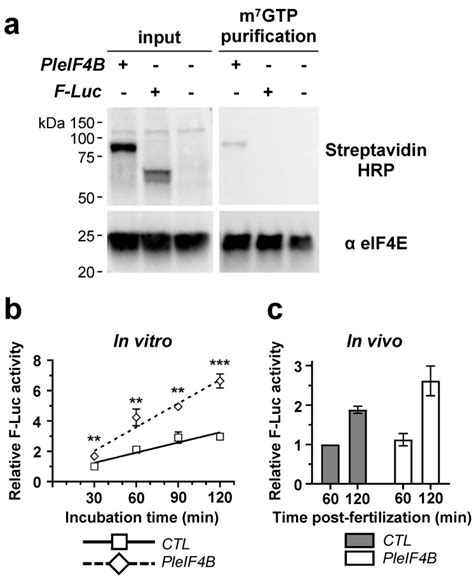 Eif4b Mrna Translation Contributes To Cleavage Dynamics In Early Sea