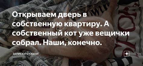 Открываем дверь в собственную квартиру А собственный кот уже вещички собрал Наши конечно