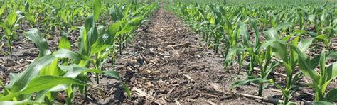 Split Nitrogen Application Mid Atlantic 4r Nutrient Stewardship