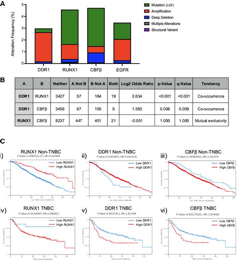 Ddr1 Regulates Runx1 Cbfβ To Control Breast Stem Cell Differentiation Stem Cell Reports