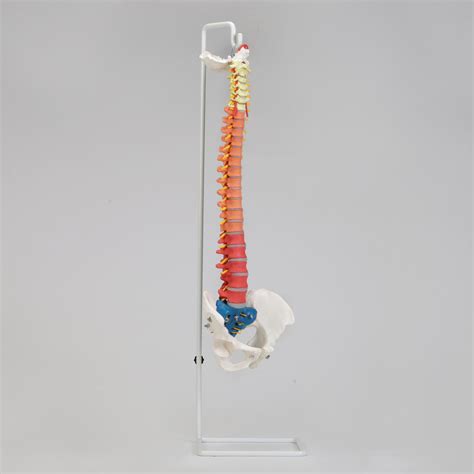Altay Economy Human Flexible Vertebrae Column Color Coded Carolina