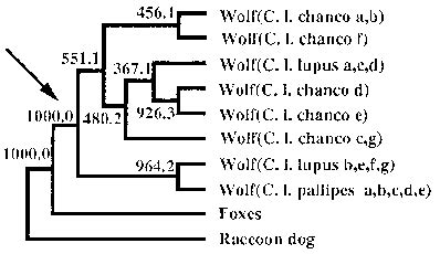 The Phylogenetic Tree Using Only Wolves By A 1000 Bootstrap