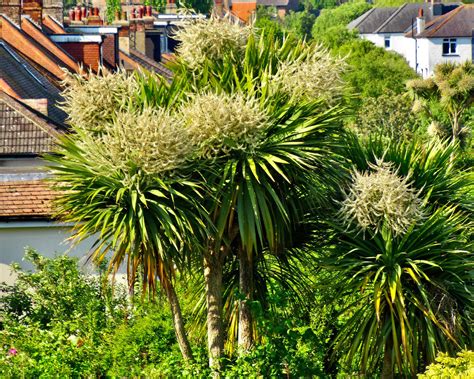 Cordyline Australis Gardensonline