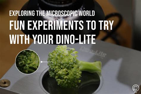 Exploring The Microscopic World Fun Experiments To Try With Your Dino Lite Dino Lite Singapore